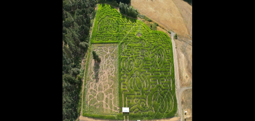 MazePlay - Yesteryear Farms