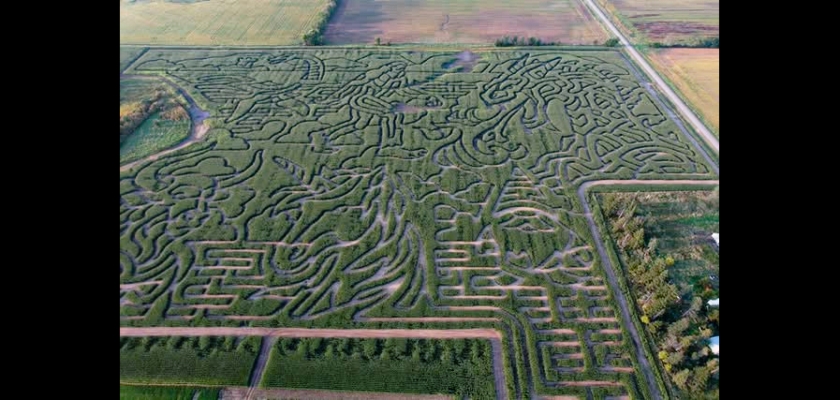 Farm Corn Maze