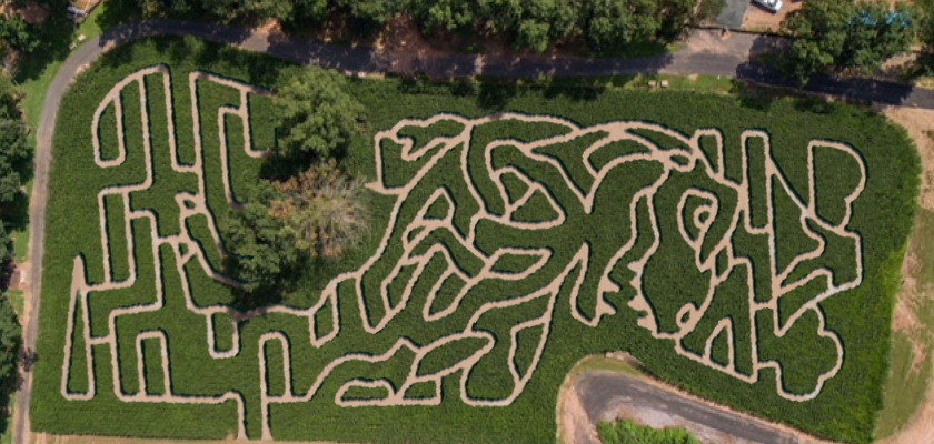 MazePlay - Fair Weather Growers